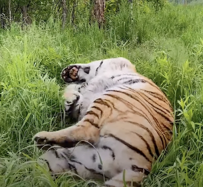 Rescued tiger turns into a ‘kid again’ after getting his own pool