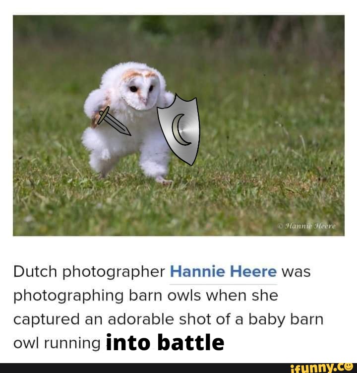 Woman captures hilariously adorable shot of baby barn owl running that ...