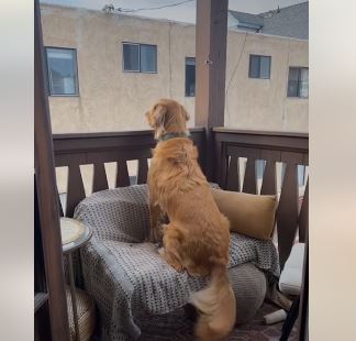Dog is obsessed with stalking neighbor from afar until day he finally ...