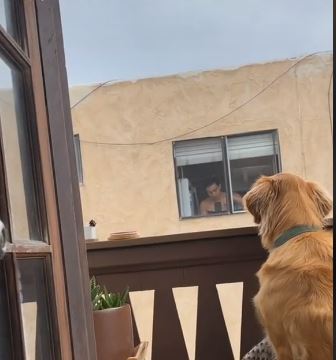 Dog is obsessed with stalking neighbor from afar until day he finally ...