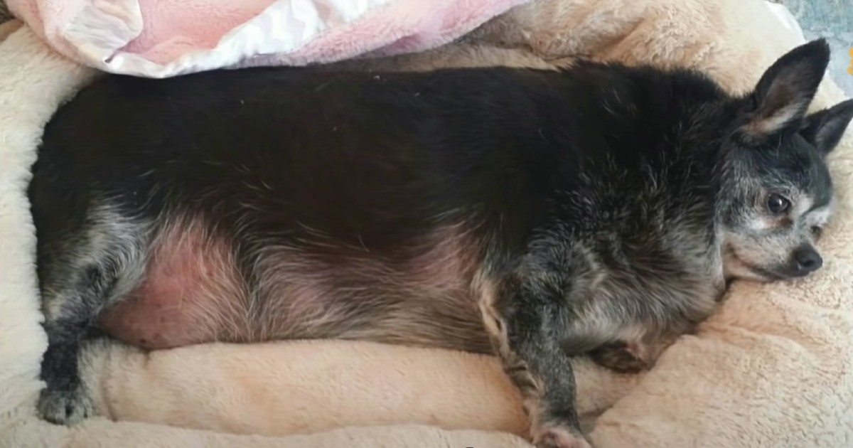 Sad & overweight senior dog loses his owner then gets adopted by woman ...