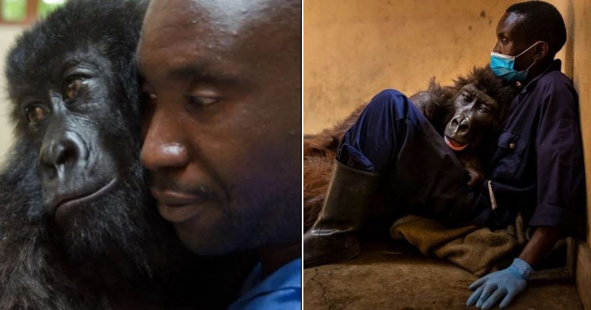Sick gorilla takes last breath in arms of man who rescued and raised ...
