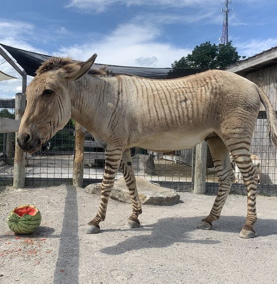 35+ Strange Hybrid Animals You’ve Never Seen Before