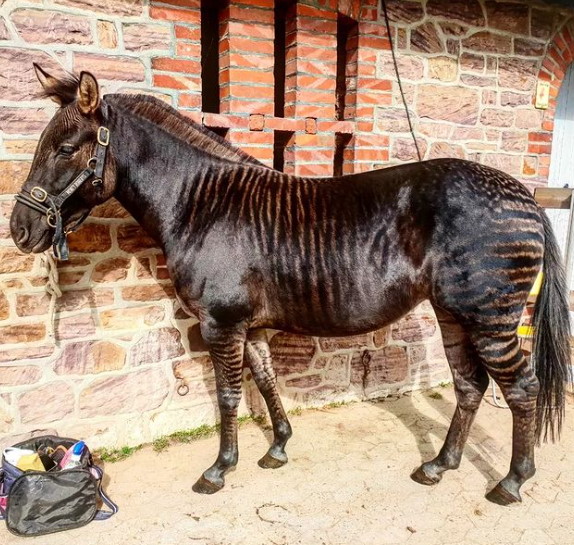 35+ Strange Hybrid Animals You’ve Never Seen Before