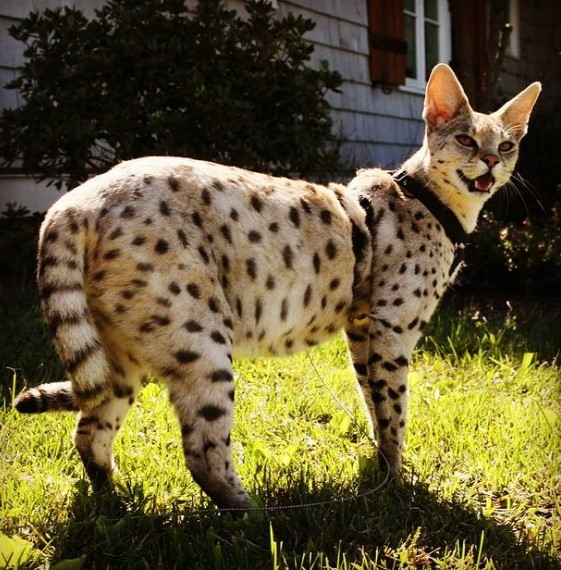 35+ Strange Hybrid Animals You’ve Never Seen Before