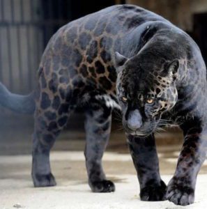35+ Strange Hybrid Animals You’ve Never Seen Before