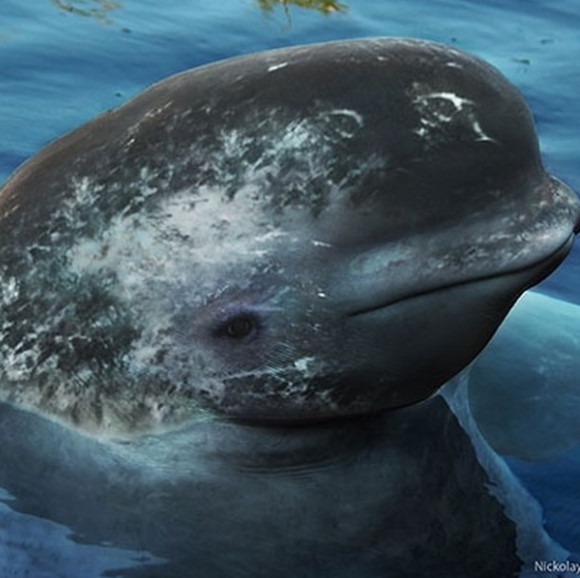 35+ Strange Hybrid Animals You’ve Never Seen Before