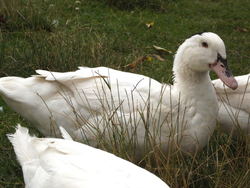 35+ Strange Hybrid Animals You’ve Never Seen Before