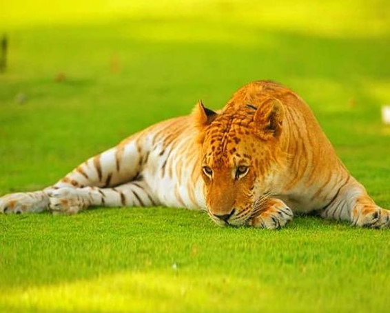 Strange hybrid animals you’ve never seen before