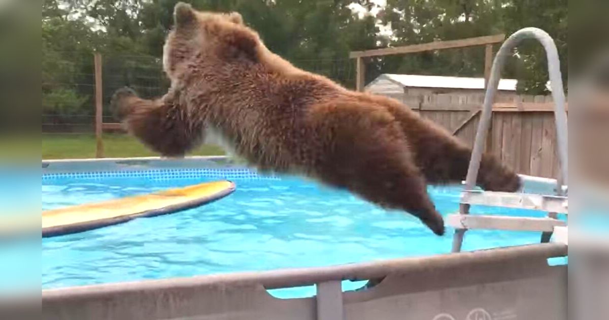 Grizzly bear beams proudly at camera after big belly flop in Florida ...
