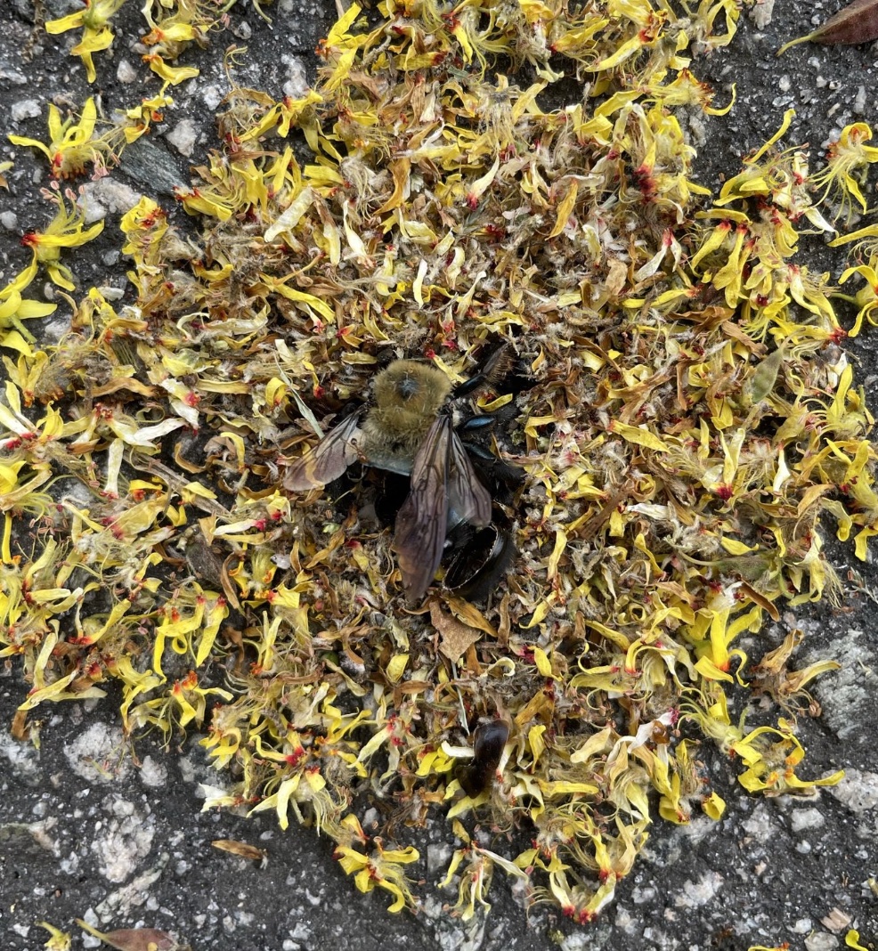 Ants cover deceased bee with flower petals in what appears to be a ...