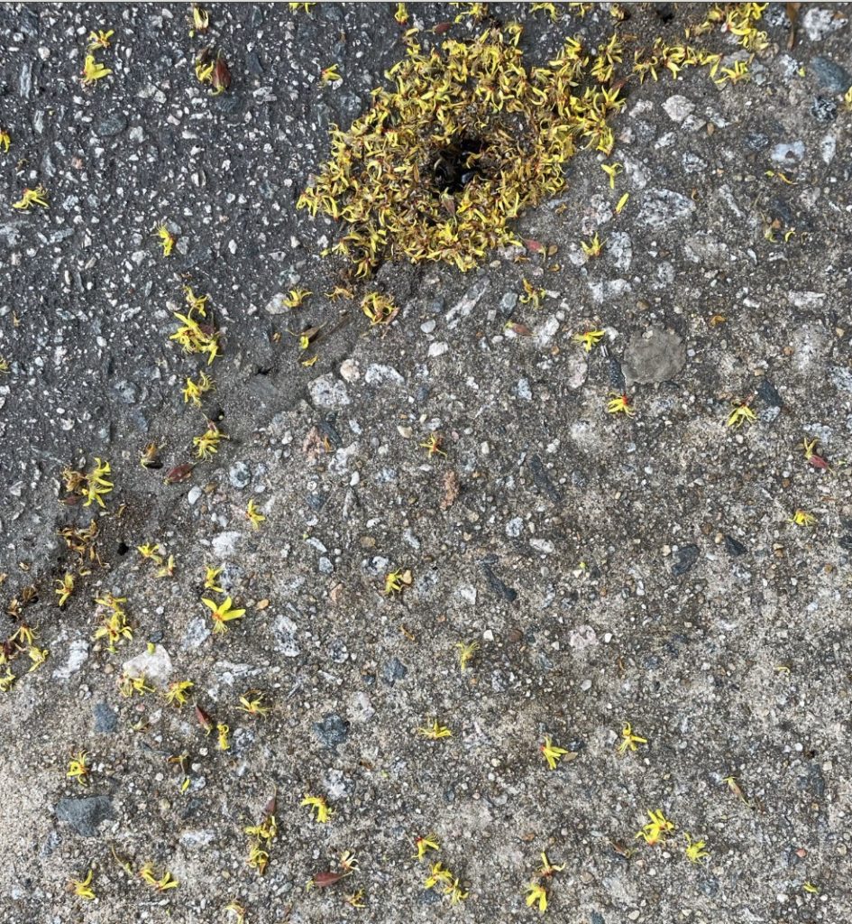 Ants cover deceased bee with flower petals in what appears to be a ...