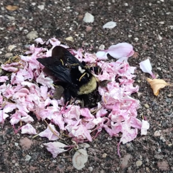 Ants cover deceased bee with flower petals in what appears to be a ...