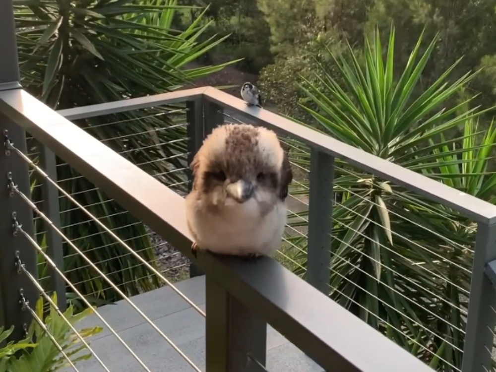 Baby Kookaburra lets out signature “laugh” in adorable video and melts ...