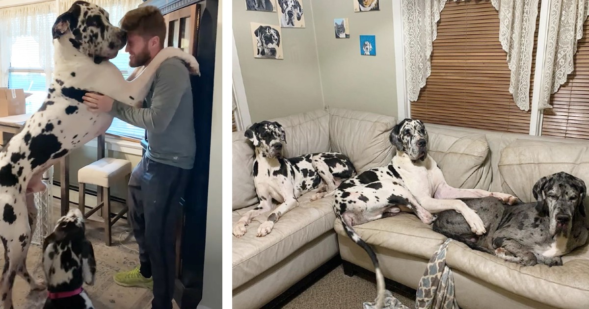 Couple gives their three 200-pound Great Danes their own living room