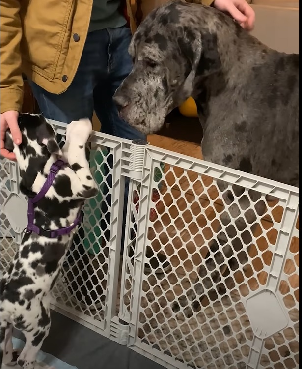 Couple gives their three 200-pound Great Danes their own living room