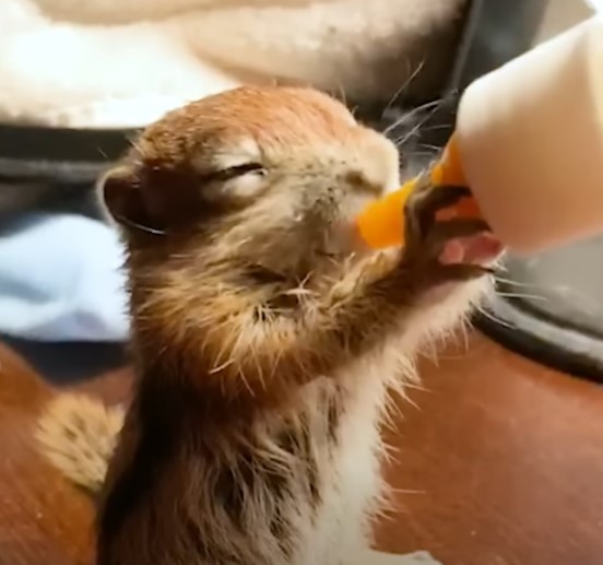 Giant dog befriends tiny orphan chipmunk and lets him snuggle with him