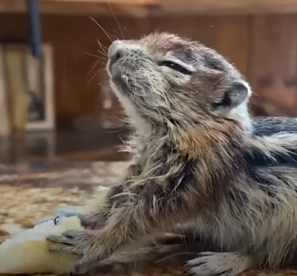 Giant dog befriends tiny orphan chipmunk and lets him snuggle with him