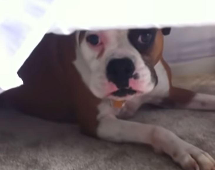 Boxer hears newborn's first cries and has sweetest crib-side response