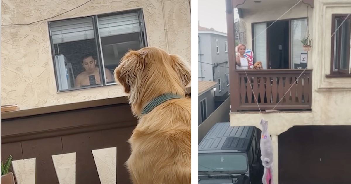 Dog watches neighbor from across the street and becomes instant best ...