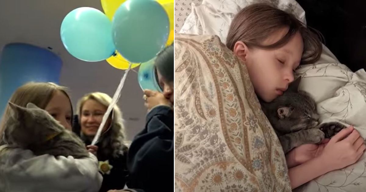 Girl is reunited with beloved cat thanks to strangers in 5 countries ...
