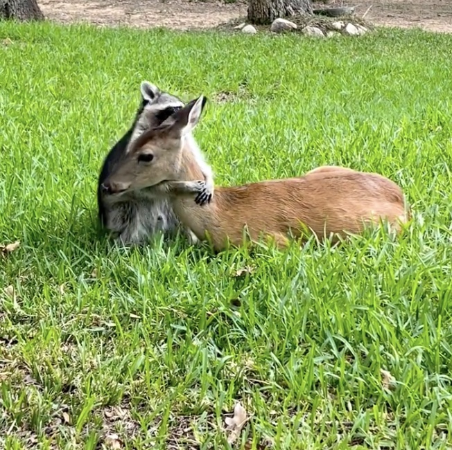 Abandoned raccoon forms sweetest friendship with deer who lost her mom
