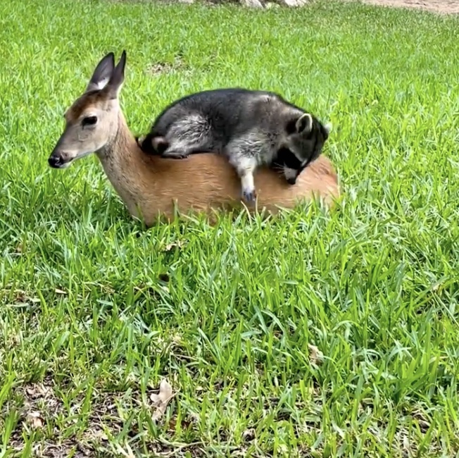Abandoned raccoon forms sweetest friendship with deer who lost her mom