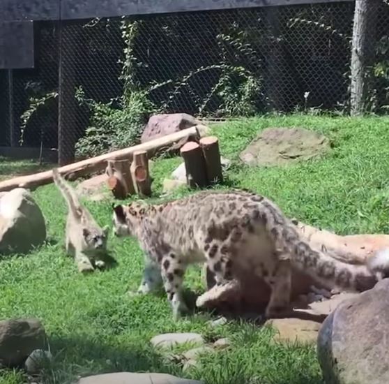 Mama snow leopard pretends to be scared of her tiny cub sneaking up on her