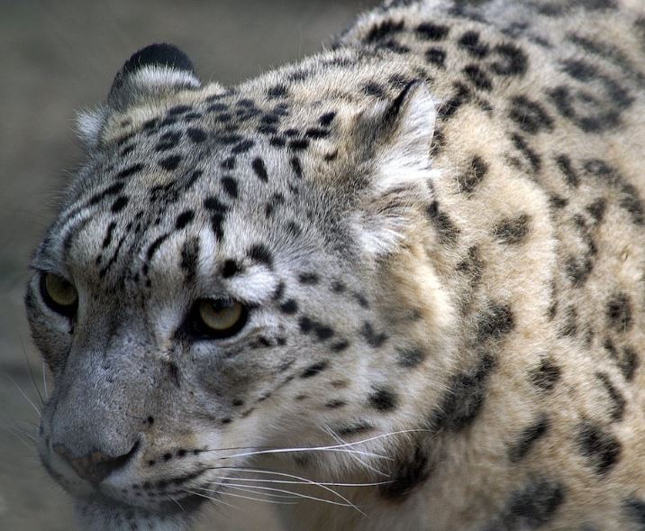 Mama snow leopard pretends to be scared of her tiny cub sneaking up on her