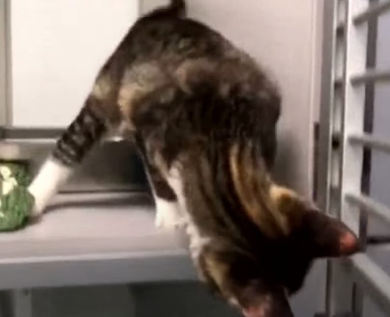 Cat has a habit of twerking but experts say there’s a reason why