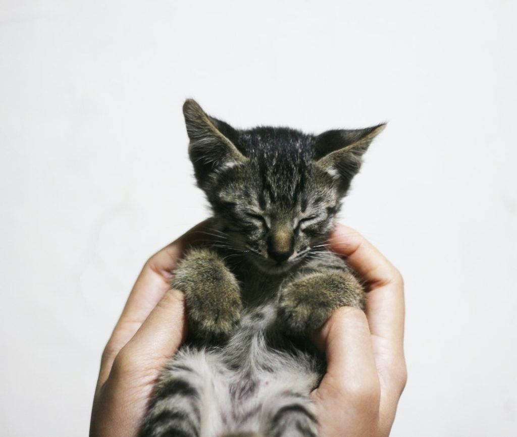 Cat has a habit of twerking but experts say there’s a reason why
