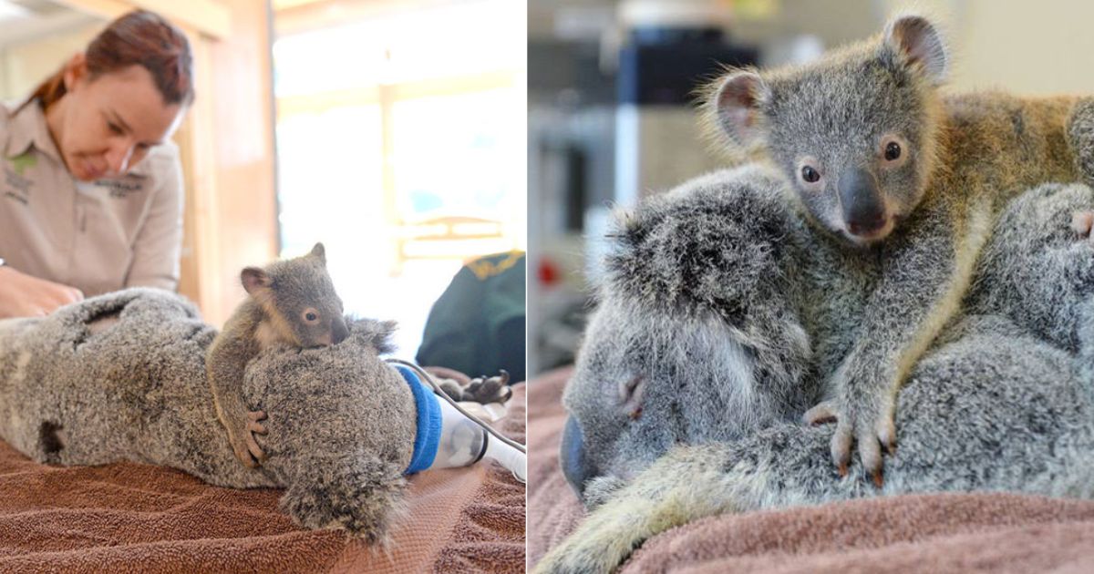 Tiny baby koala hugs and refuses to leave mum during her life-saving ...