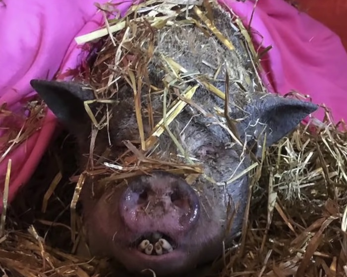 Scared pig locked up in a dark stall for 10 years gets 1st taste of ...