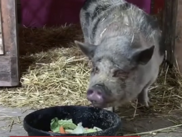 Scared pig locked up in a dark stall for 10 years gets 1st taste of ...