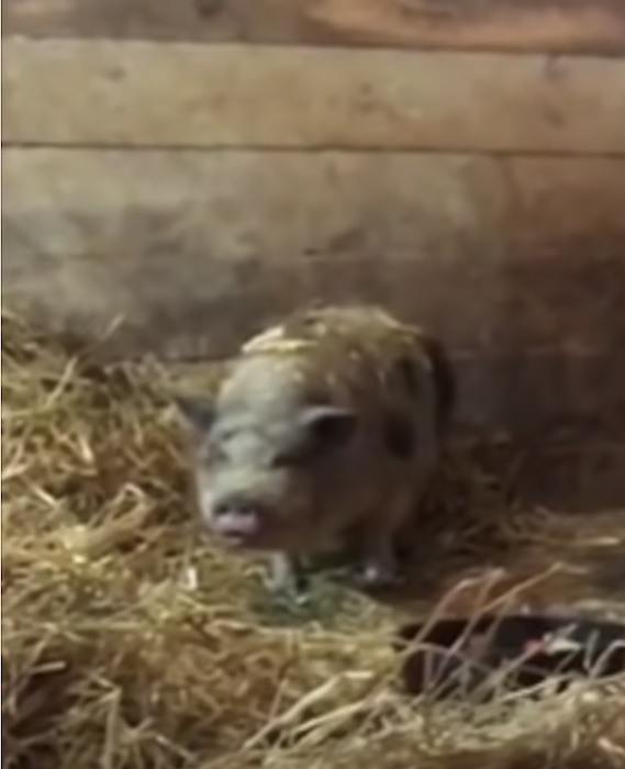 Scared pig locked up in a dark stall for 10 years gets 1st taste of ...