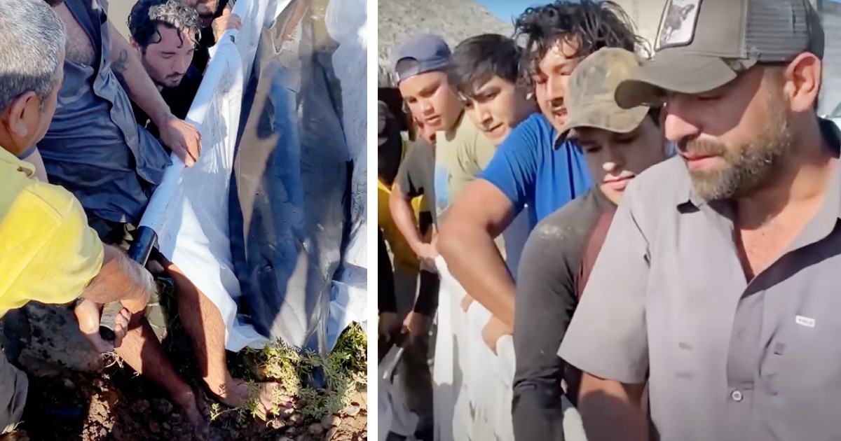 Kind men melt hearts jumping into river to save dolphin’s life
