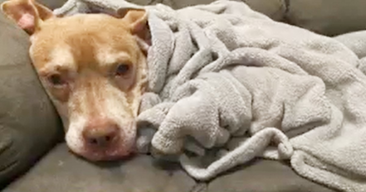 Adorable senior dog ‘looks forward’ to being tucked in every single night