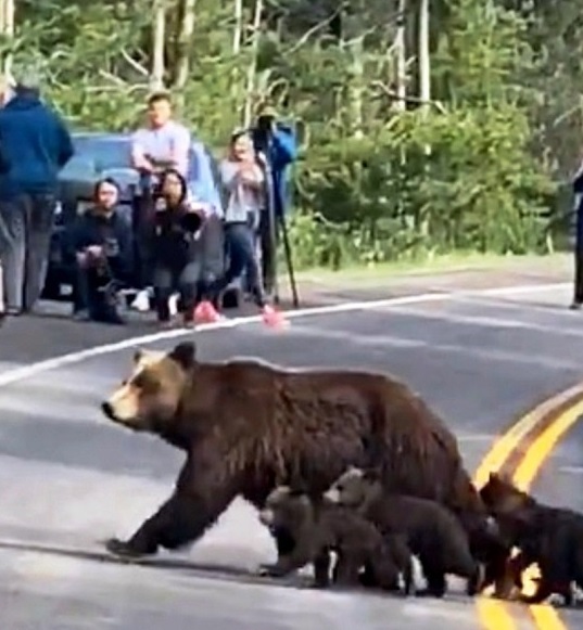 Grizzly bear melts hearts ushering her big group of cubs across road
