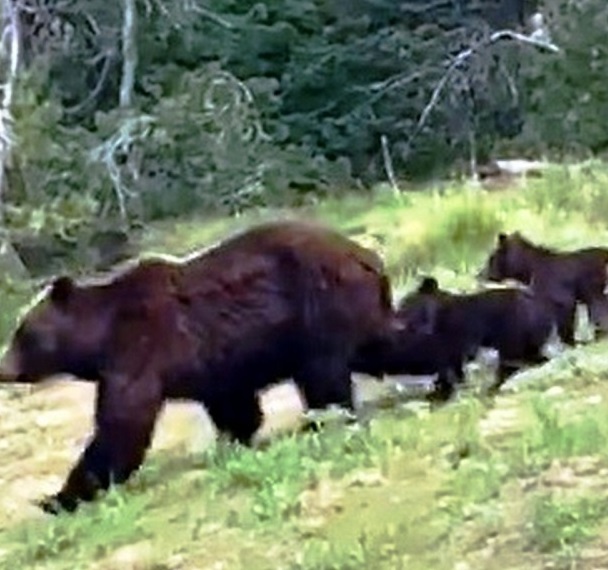 Grizzly bear melts hearts ushering her big group of cubs across road