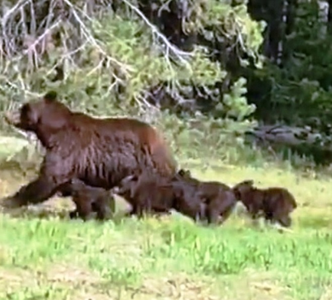 Grizzly bear melts hearts ushering her big group of cubs across road