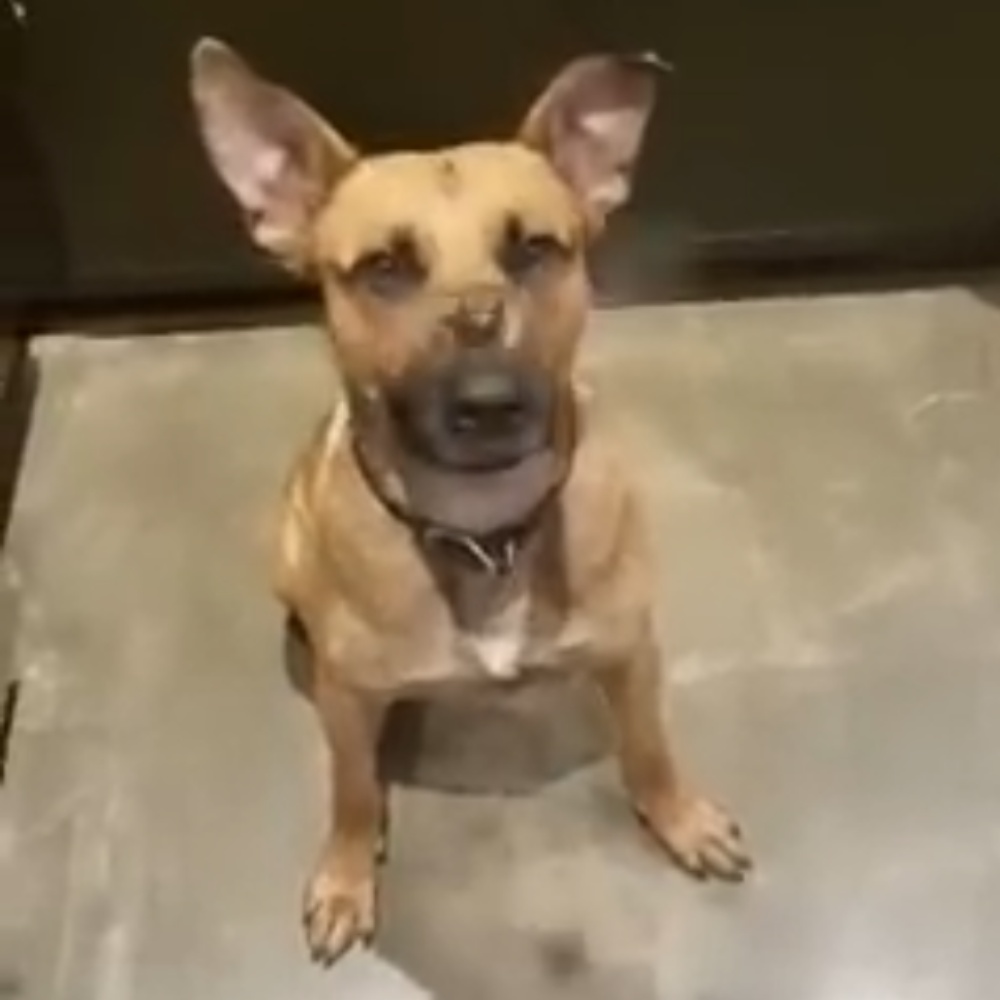 Tiny hummingbird falls in love with the rescue dog that saved her