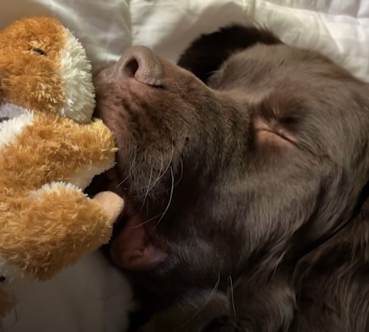 Giant dog befriends tiny orphan chipmunk and lets him snuggle with him
