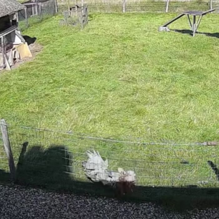 Brave goat and rooster save chicken from hawk attack