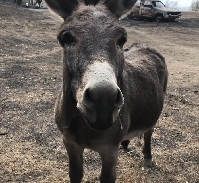 Donkey runs to his owner after they survived a wildfire