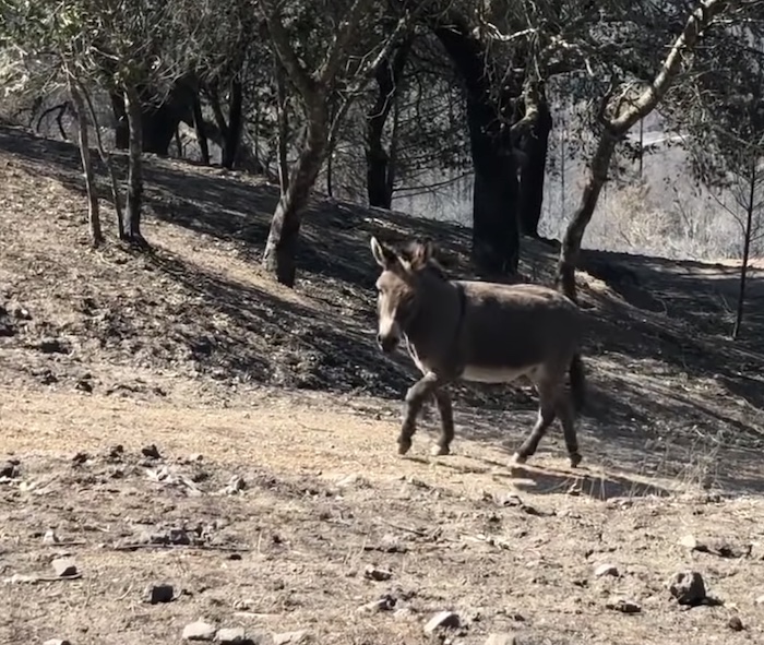 Donkey runs to his owner after they survived a wildfire