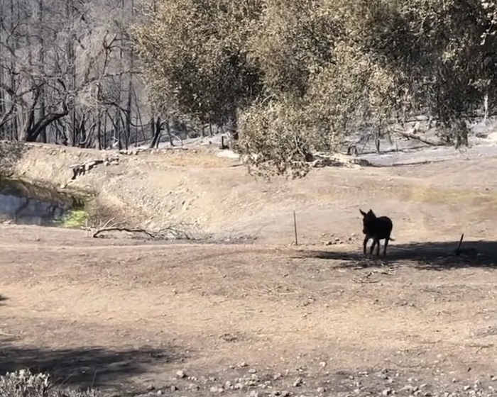 Donkey runs to his owner after they survived a wildfire