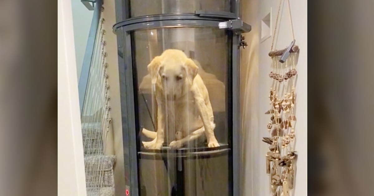 15-year-old dog with hip dysplasia gets his very own elevator