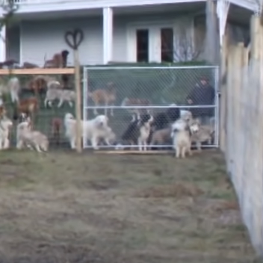 Man adopts 45 dogs and lets them run free in four-acre enclosure