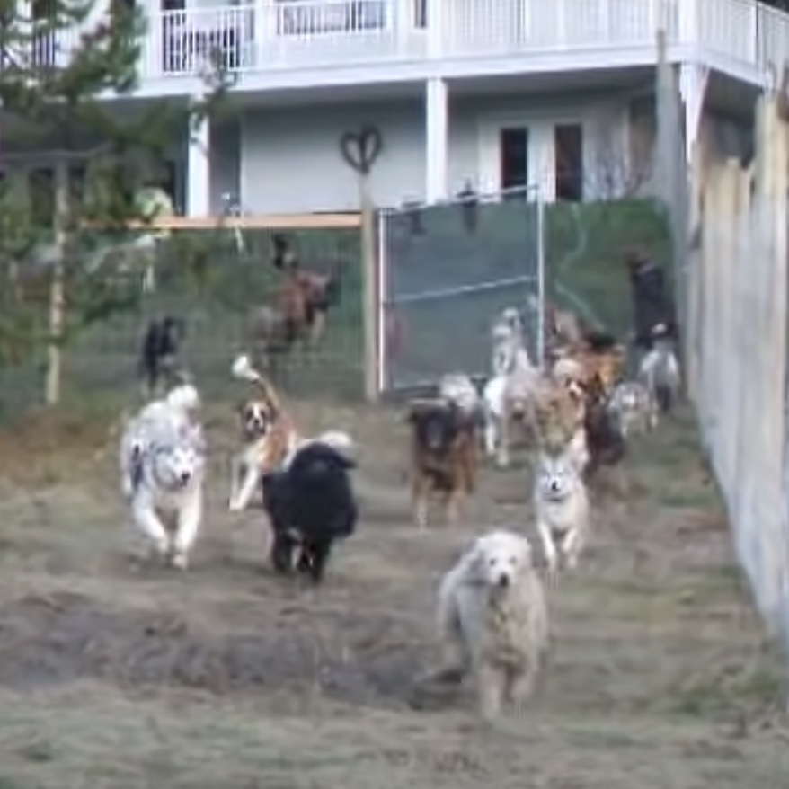 Man adopts 45 dogs and lets them run free in four-acre enclosure