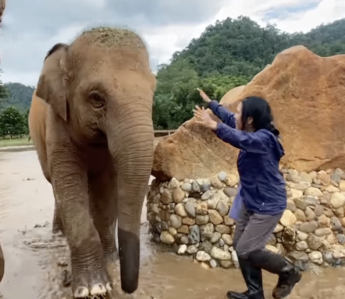 Caregiver distracts elephant from a flood with an adorable game of ...